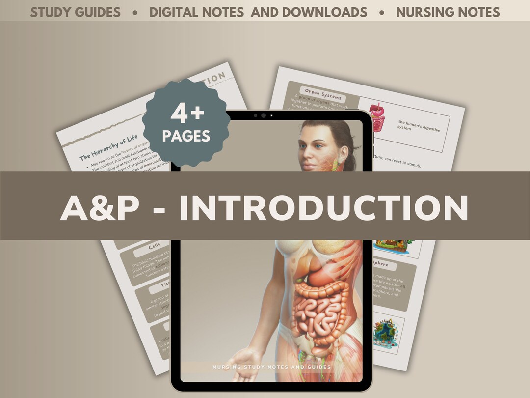 Anatomy and Physiology: Detailed INTRODUCTION A&P | 5 Pages Digital ...