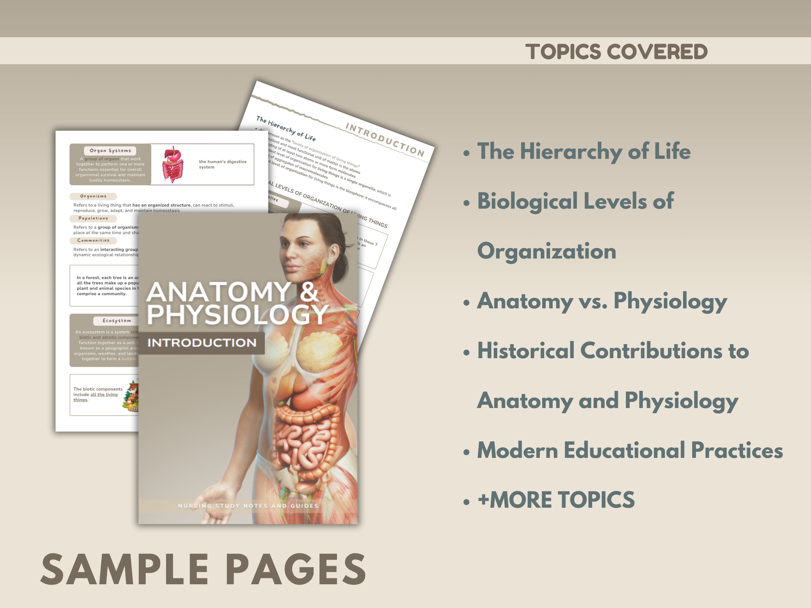 Anatomy and Physiology: Detailed INTRODUCTION A&P 5 Pages Digital Study ...