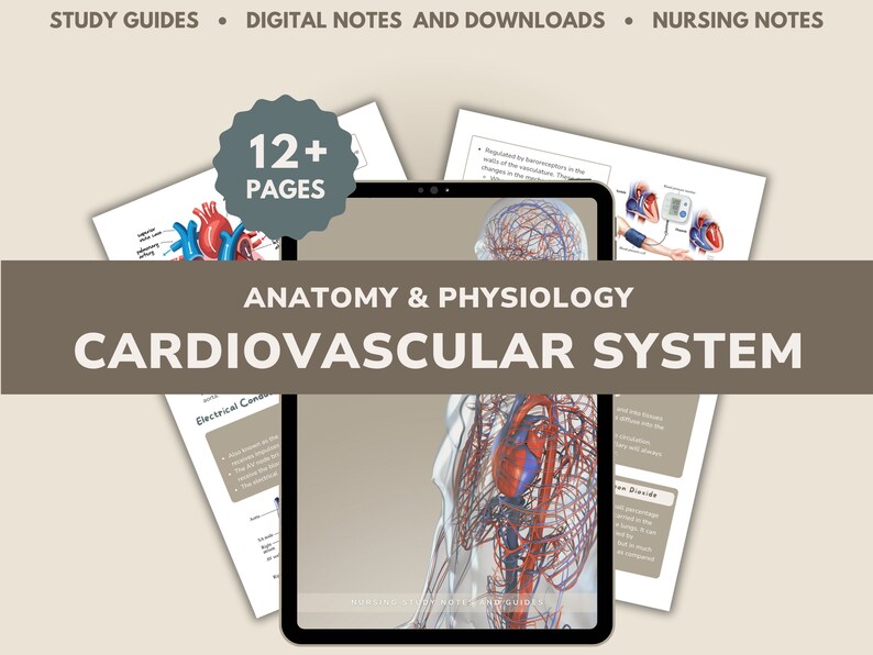 Cardiovascular System Anatomy and Physiology A&P Guide 13 Pages Nursing ...
