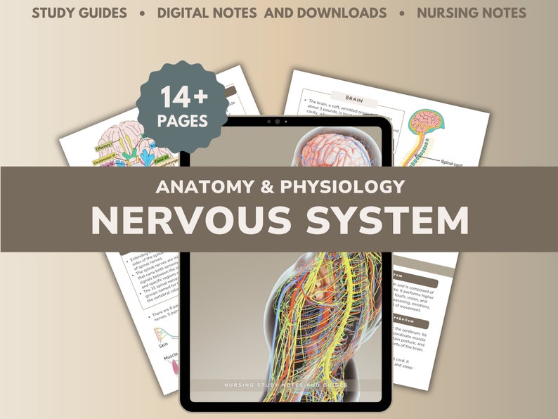 Anatomy and Physiology - Nervous System | 15 PAGES Nursing Guide | A&P ...