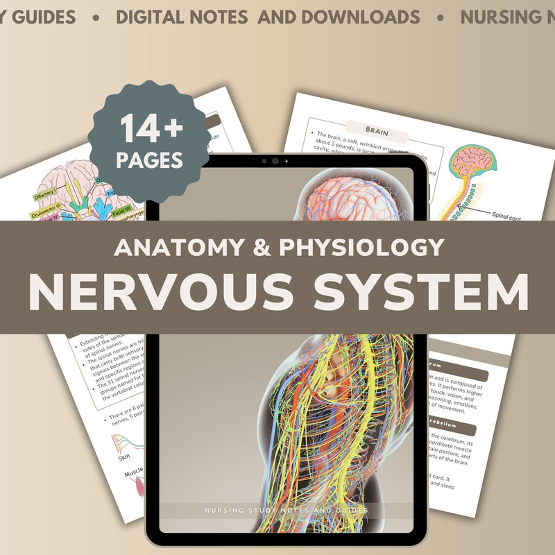 Spinal Nerve Nursing Student - Etsy