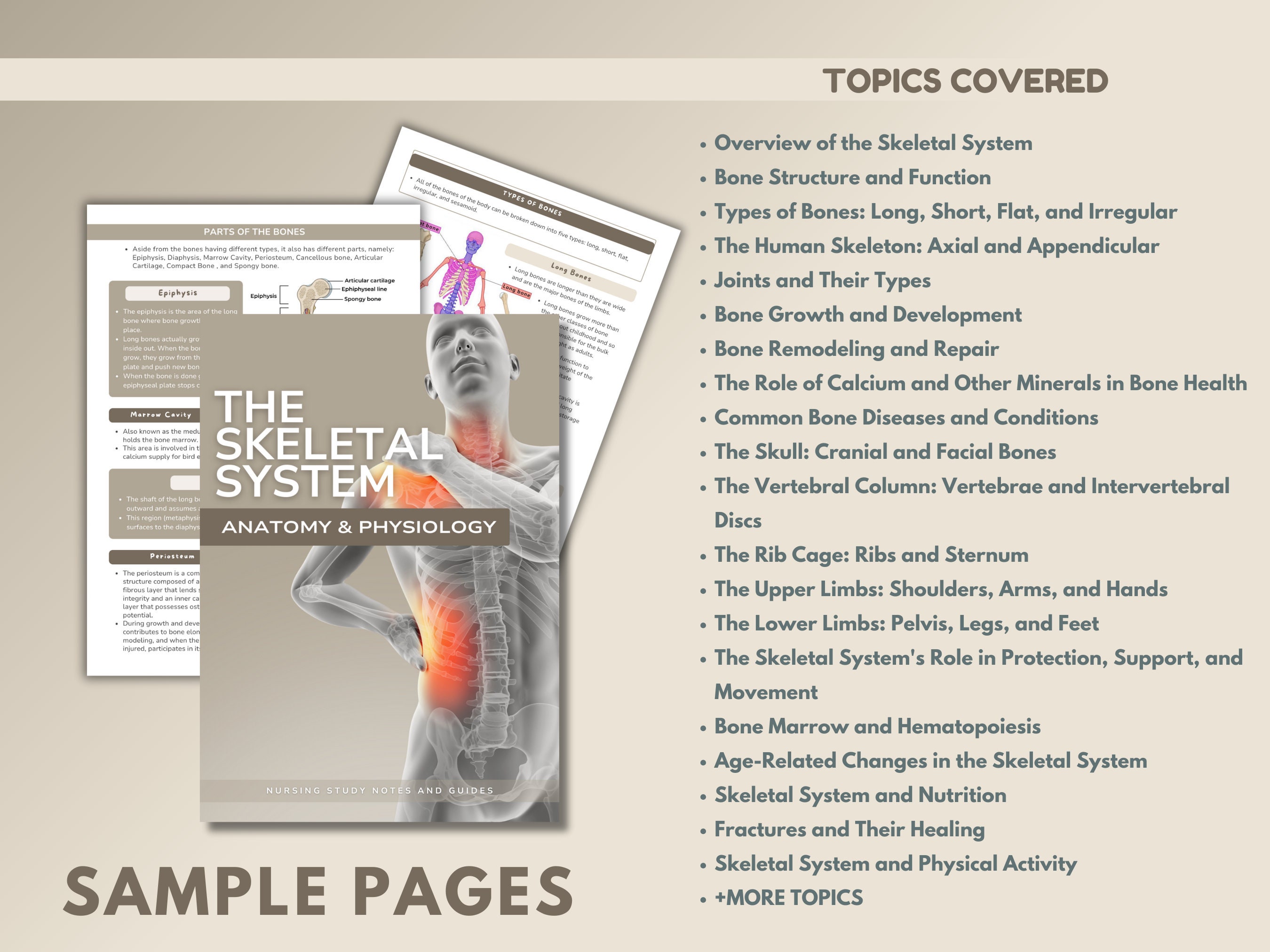 Anatomy and Physiology - Skeletal System | 13 Pages | Nursing Study ...