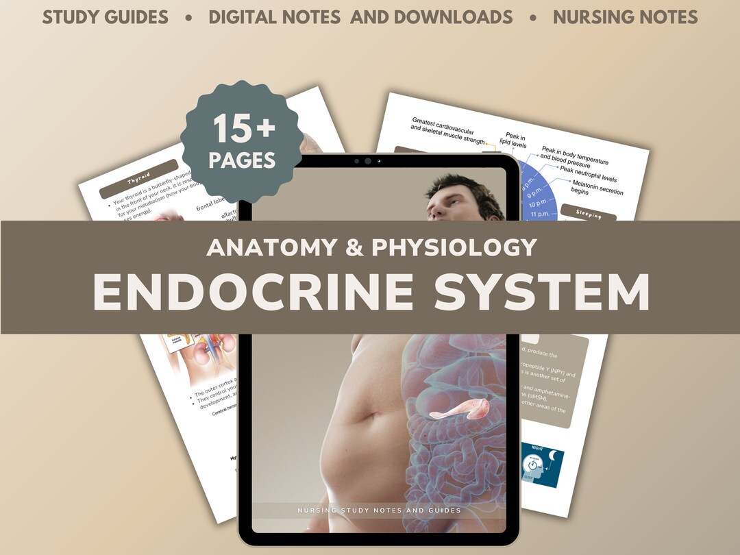 HUMAN Endocrine System - Anatomy and Physiology | 16 PAGES | Digital ...
