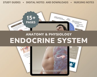 Endocrine System Study Guide Nursing Study Notes Digital Download ...
