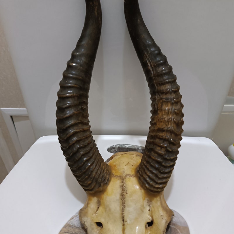 Gazelle Horns - Etsy