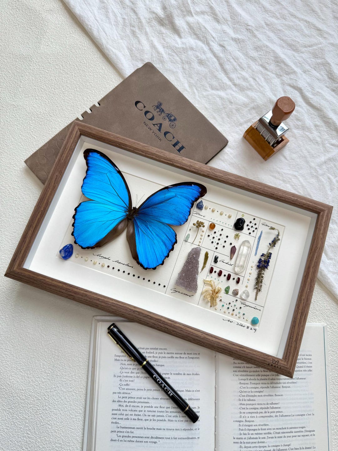 Preserved Blue Morpho Butterfly Display: Dried Flowers & Wooden Frame ...