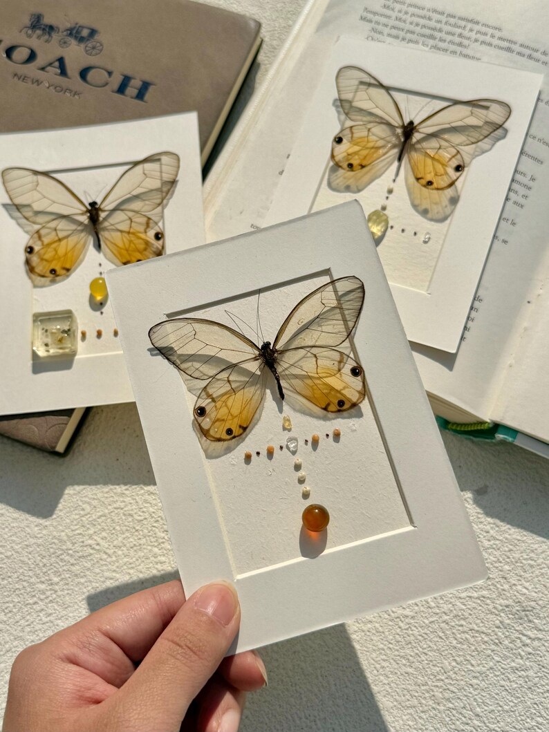 Handmade Real Butterfly Specimen in Wooden Frame - Ethereal Insect Art ...
