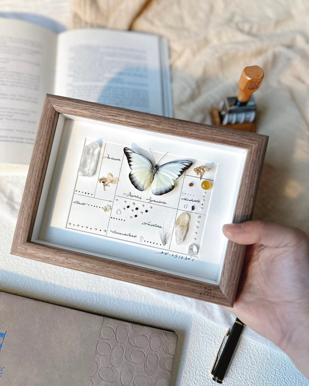 Personalized White Butterfly Specimen - the Perfect Birthday, Valentine ...