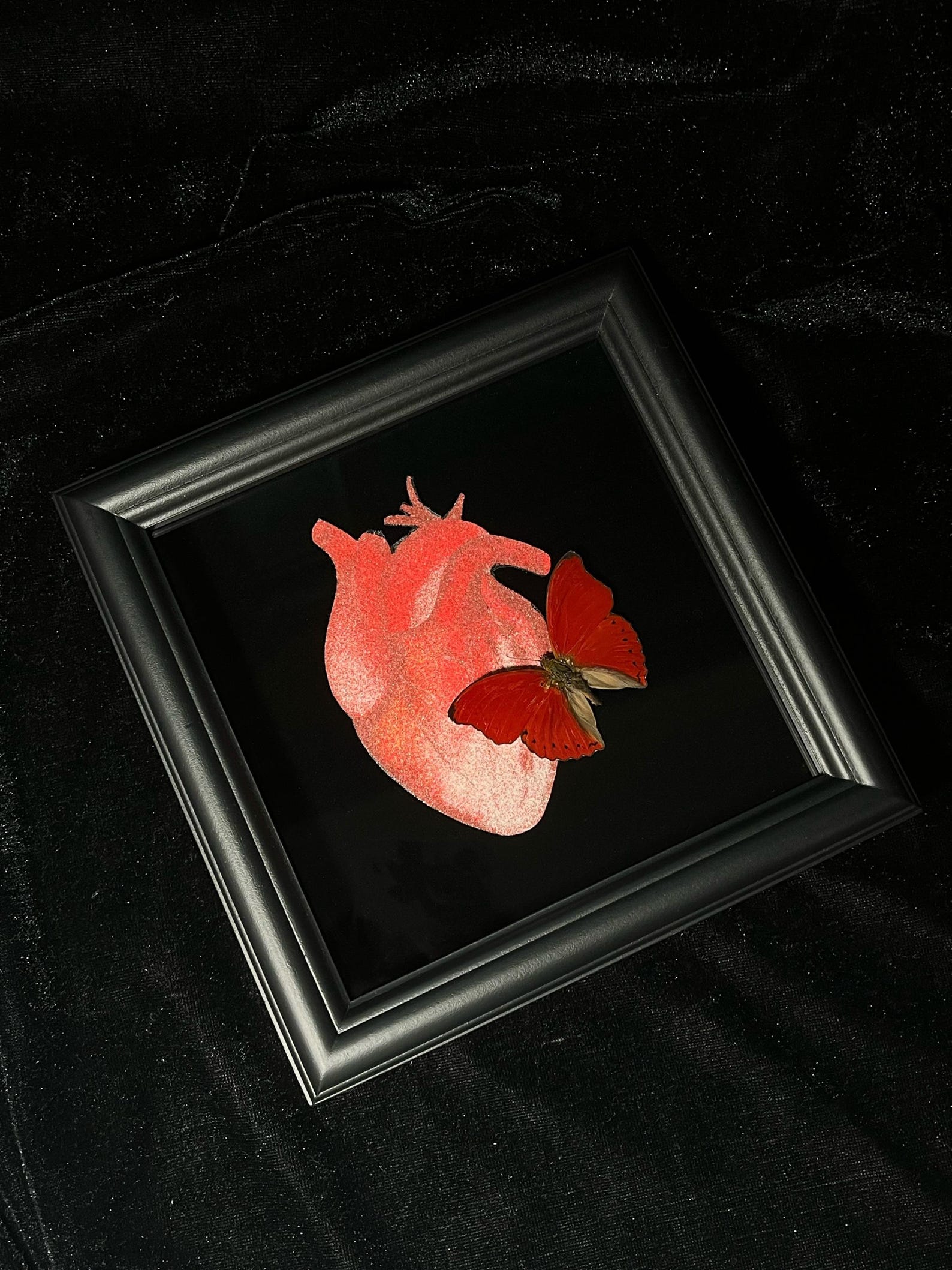 Personalized Cymothoe Butterfly-butterfly Taxaidrmy, Butterfly in ...