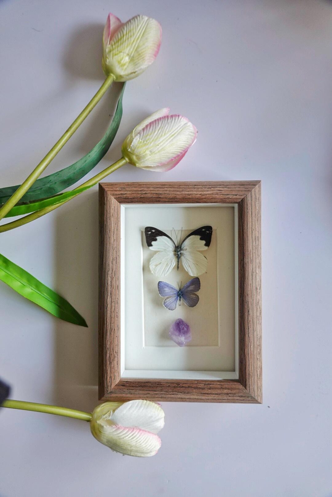 Engraved Name Real Butterfly Frame, Butterfly Lover Gift, Real ...