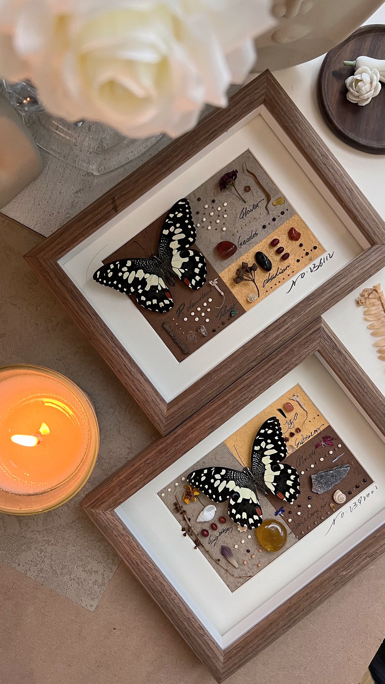 Framed Butterfly Specimens, Butterfly Display, Taxidermy Butterfly ...