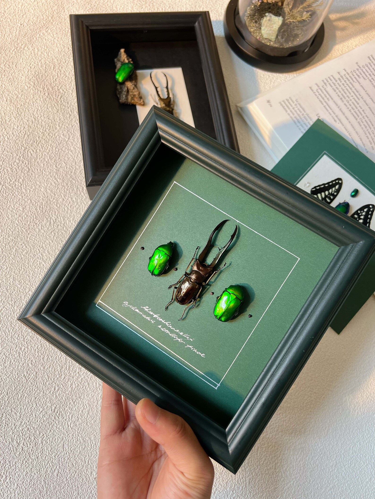 Framed Beetles Decoration, Taxidermy Beetles, Beetles in Wooden Frame ...