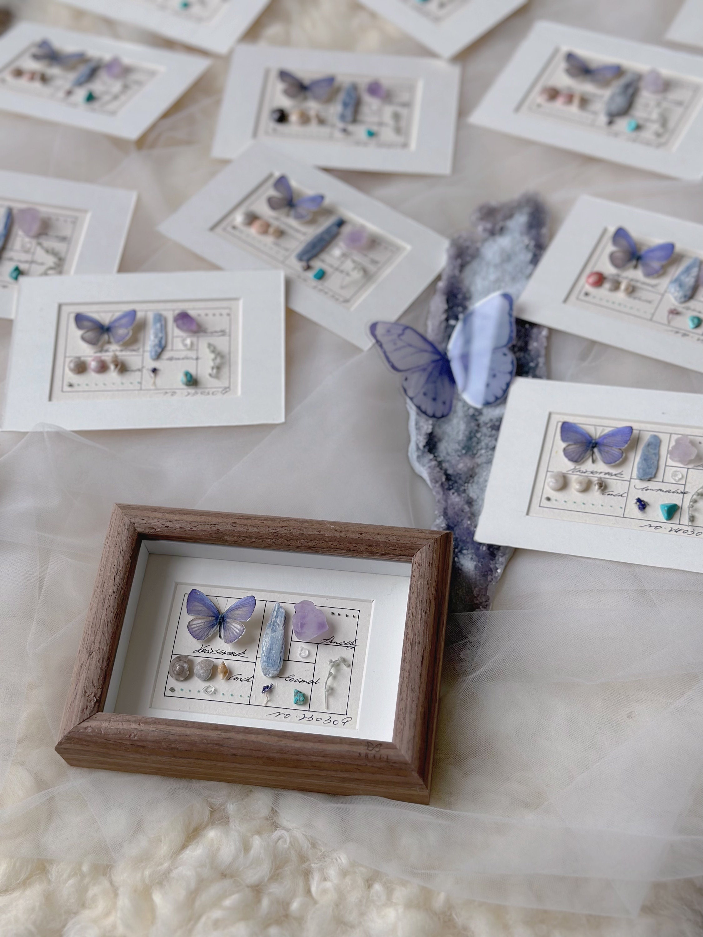 Real Butterfly Wings, Preserved Butterfly Specimens, Butterfly in Frame ...