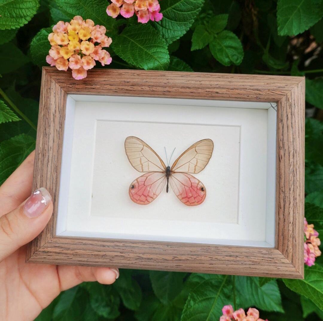 Engraved Name Real Butterfly Frame, Real Butterfly, Wood Frame ...