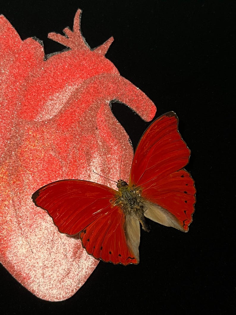 Personalized Cymothoe Butterfly-butterfly Taxaidrmy, Butterfly in ...