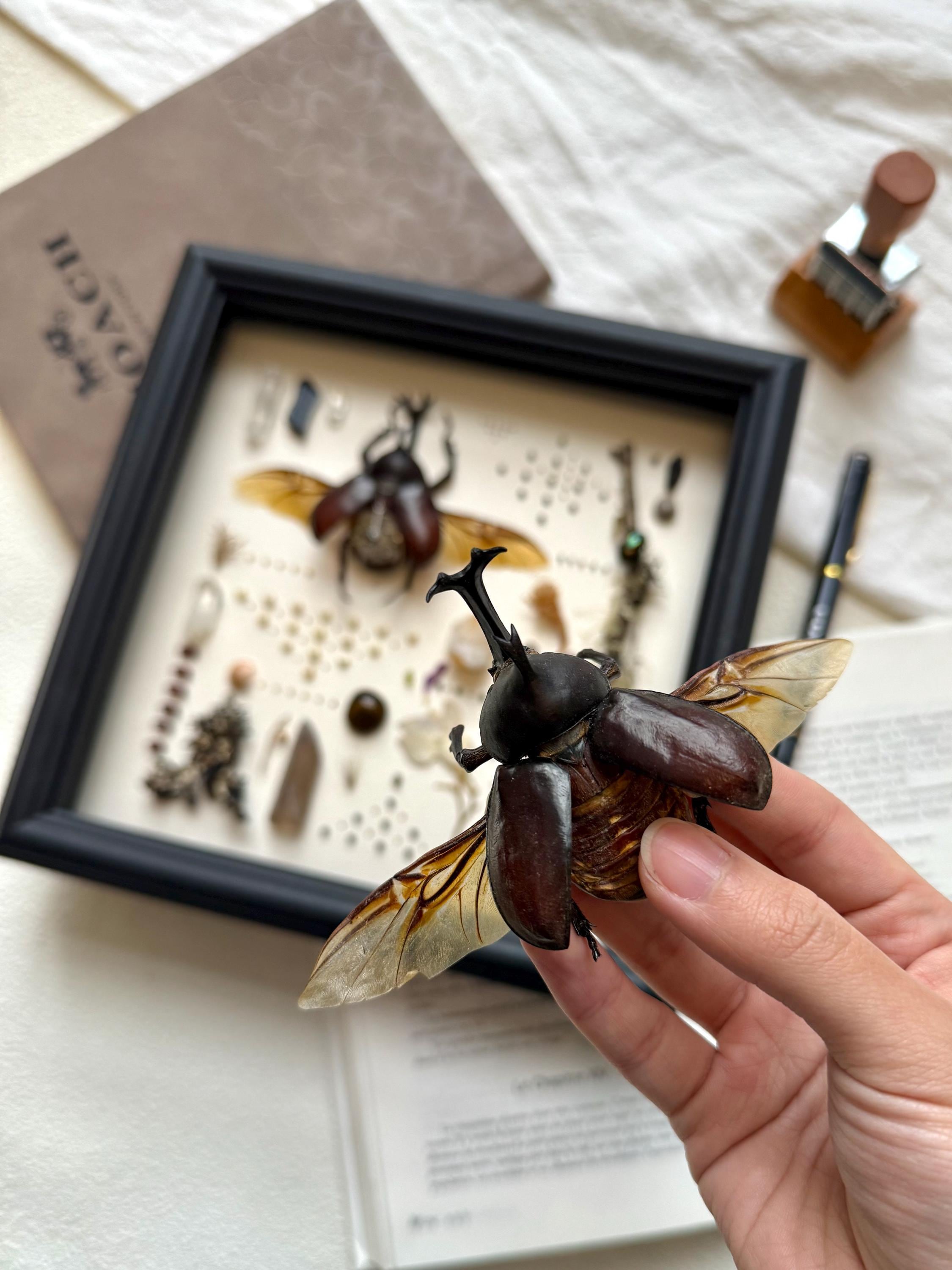 Steampunk-inspired Beetle Art: Beetle & Botanical Specimen Art, Beetle ...