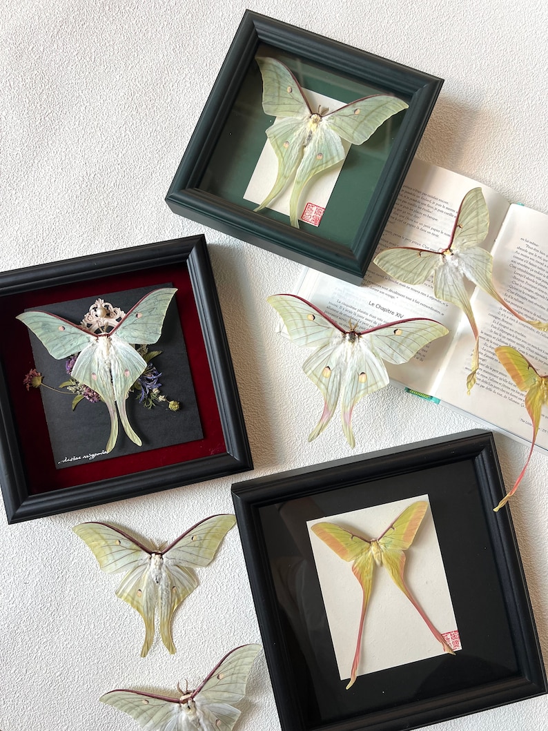 Personalized Giant Actias Luna Moth-perfect Gift Idea for Couples ...