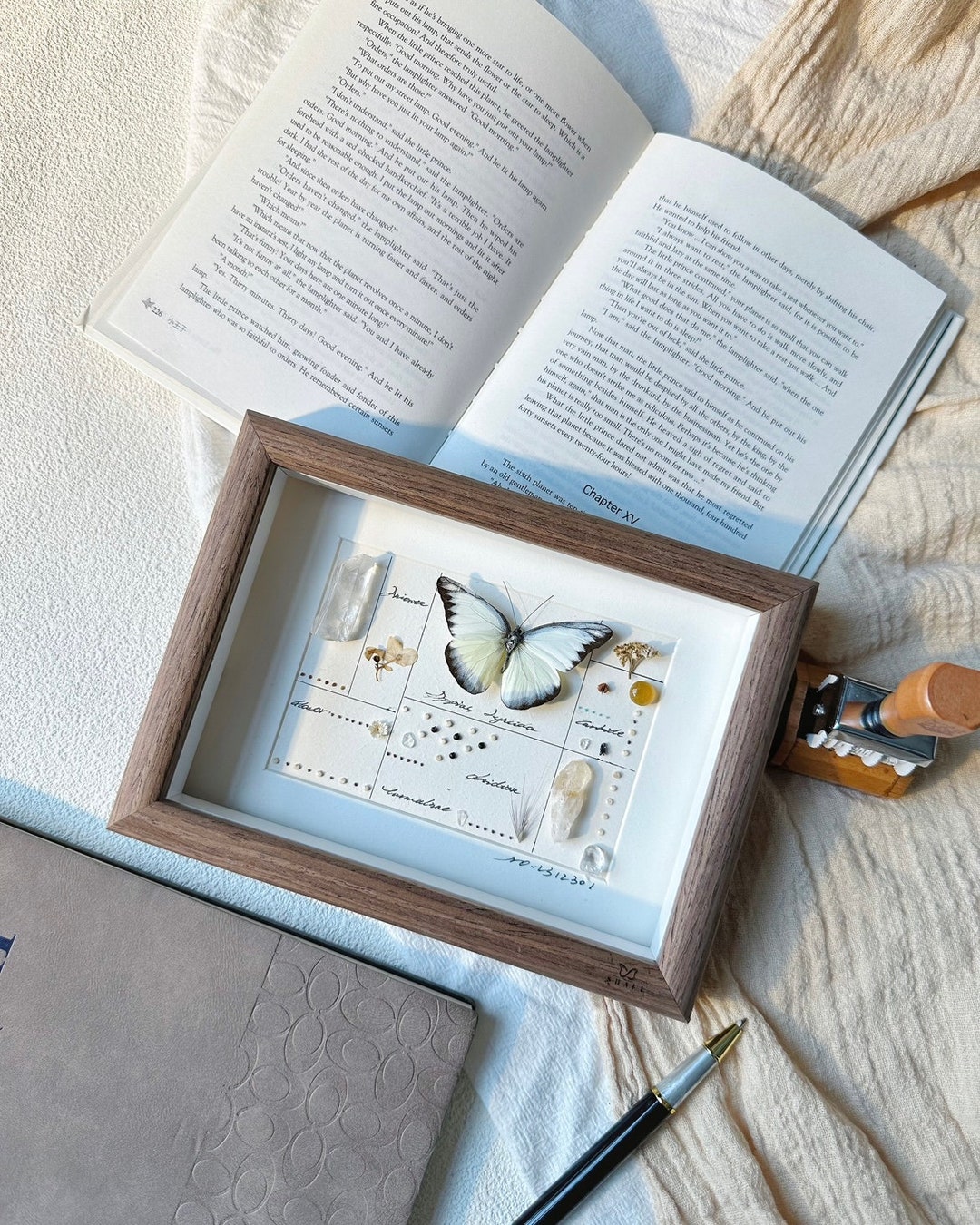 Butterfly Taxidermy,framed Butterfly Decoration, Butterfly in Frame ...