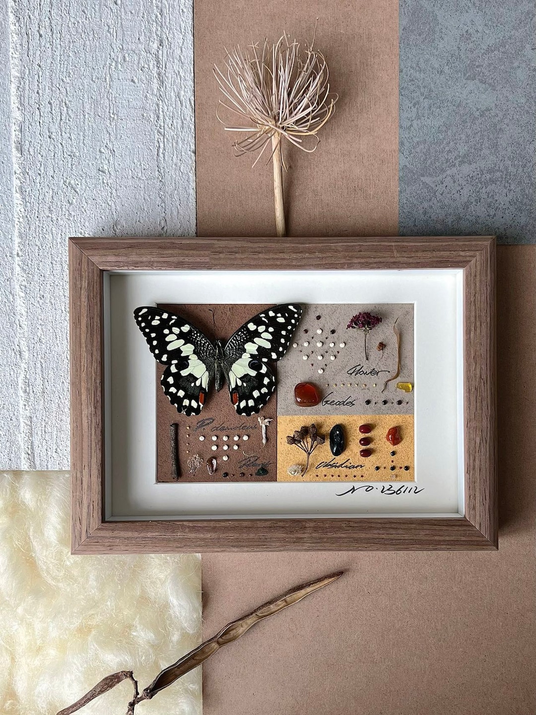 Framed Butterfly Specimens, Butterfly Display, Taxidermy Butterfly ...