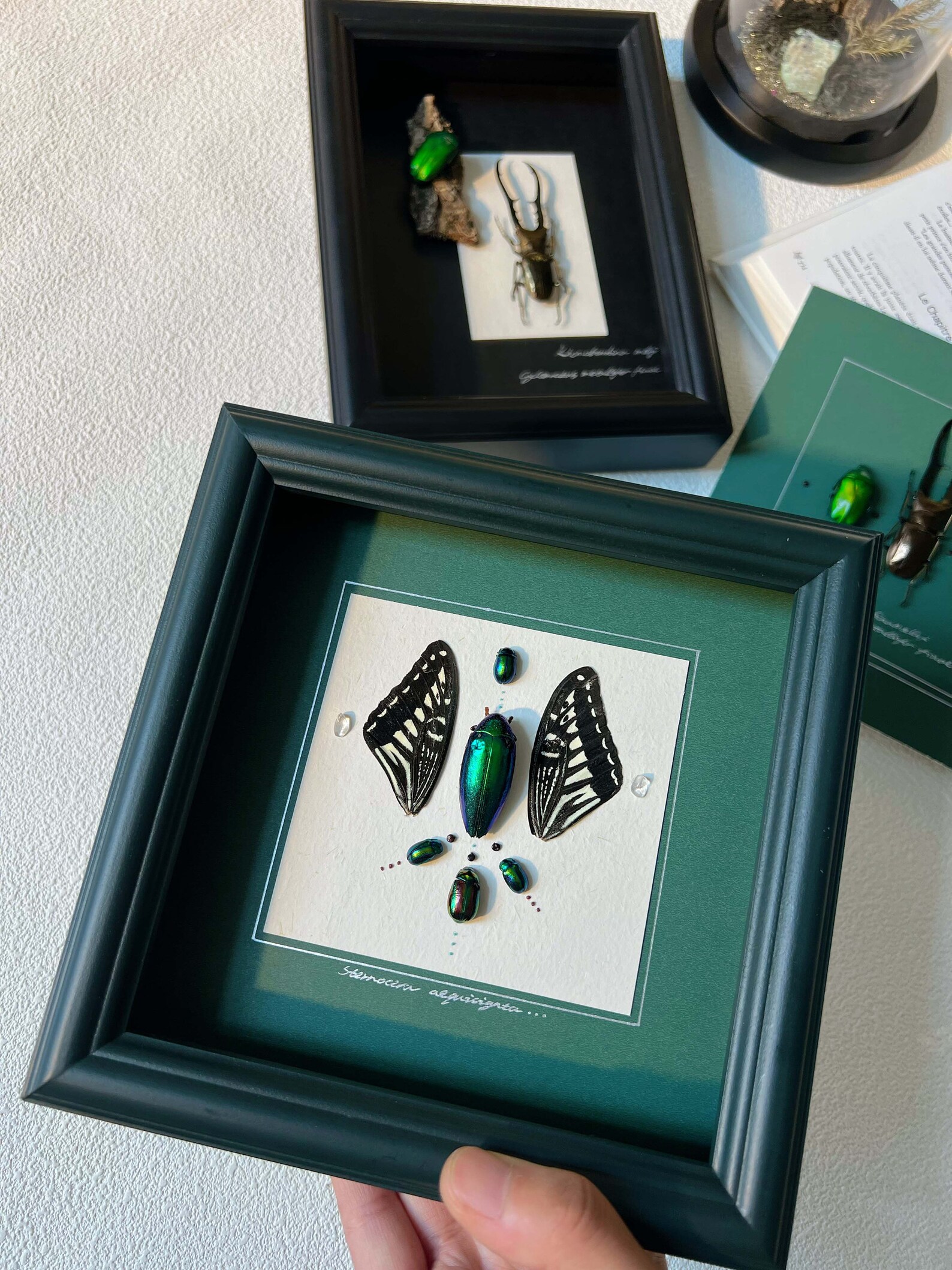 Framed Beetles Decoration, Taxidermy Beetles, Beetles in Wooden Frame ...