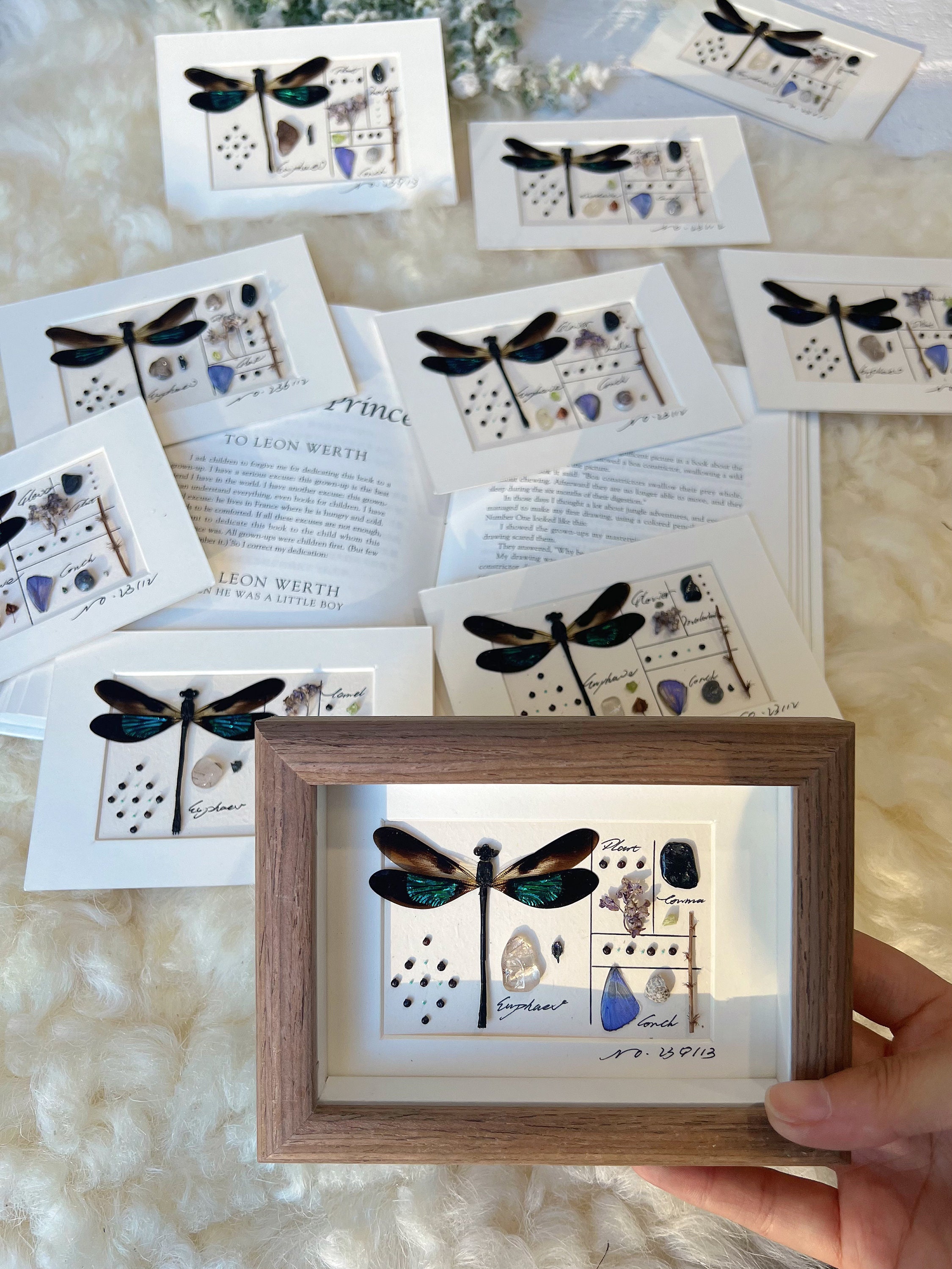Personalized Dragonfly Specimen Gift • Real Dragonfly Frame • Custom ...