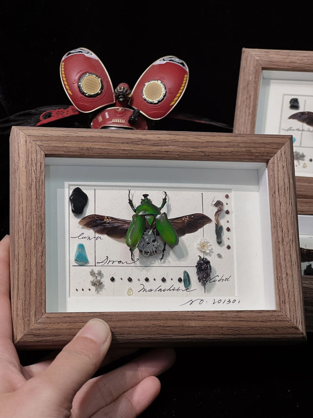 Framed Beetles Decoration, Taxidermy Beetles, Beetles in Wooden Frame ...