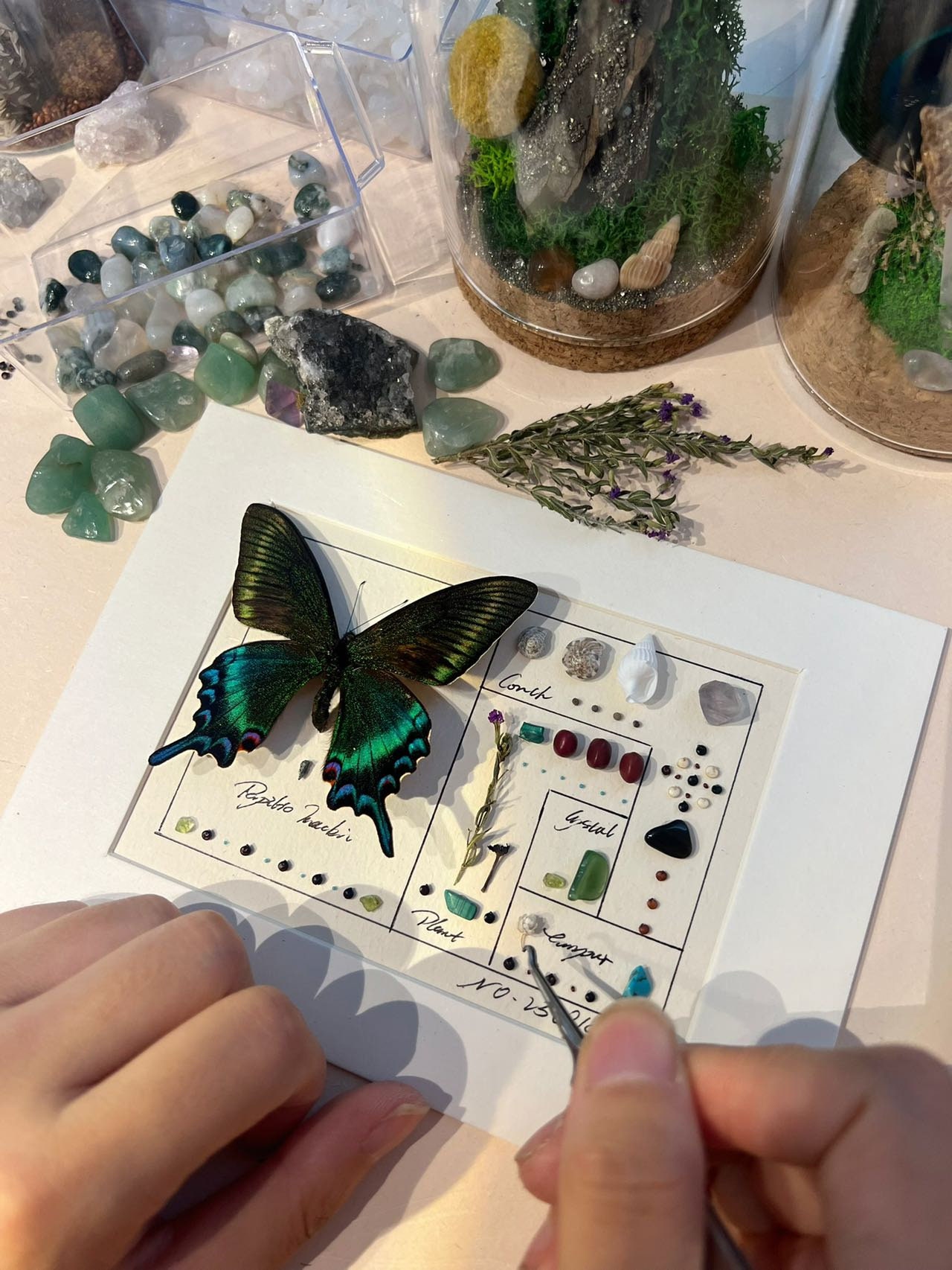 Butterfly Taxidermy, Framed Butterfly Decoration,butterfly in Wood ...