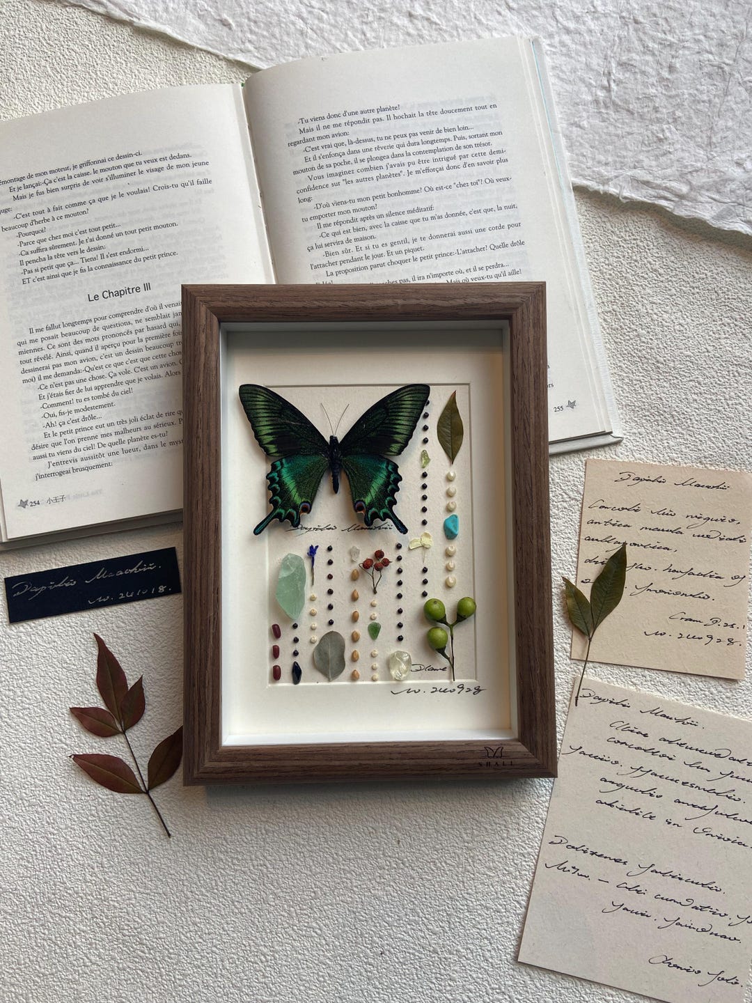 Framed Butterfly Decoration,butterfly Taxidermy, Real Butterfly Frame ...