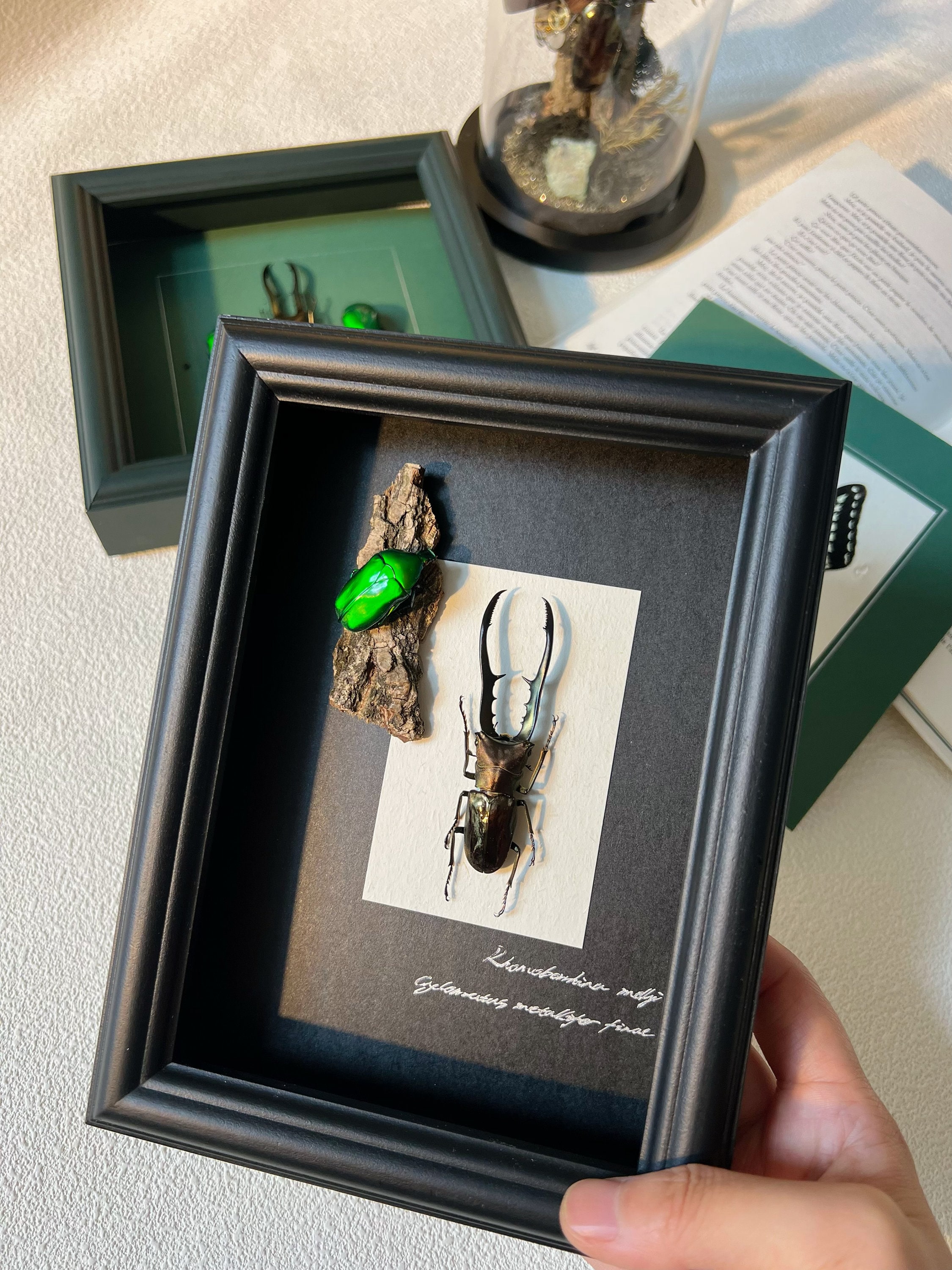 Framed Beetles Decoration, Taxidermy Beetles, Beetles in Wooden Frame ...