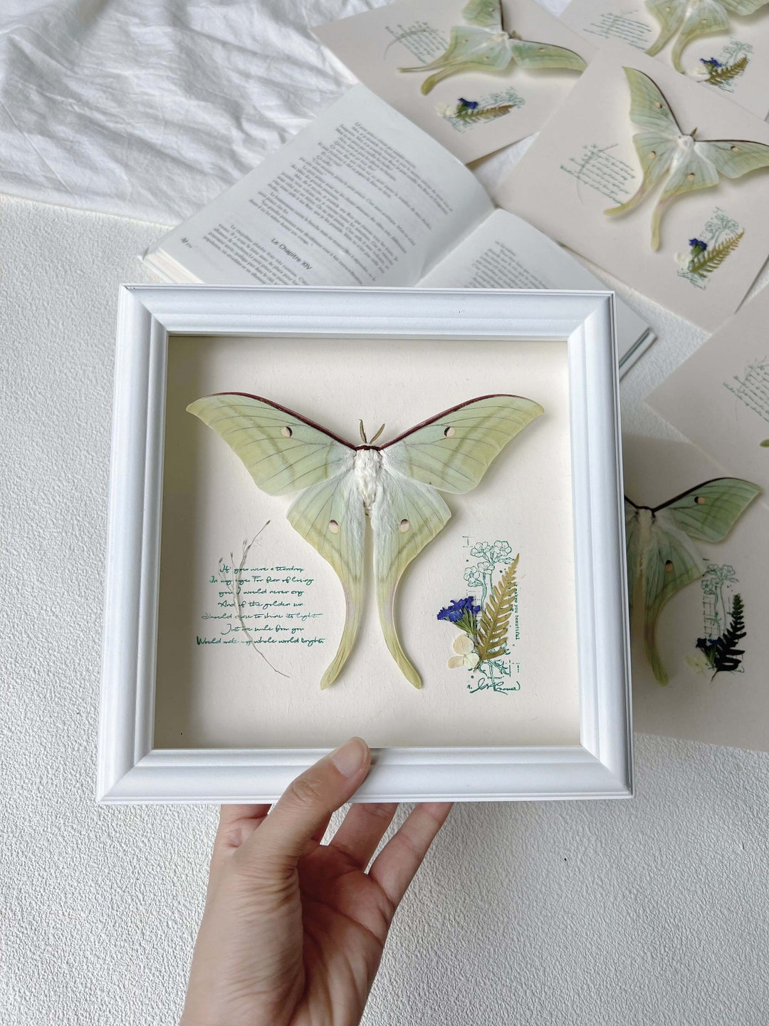 Luxury Personalized Giant Luna Moth Gift • Real Actias Luna Specimen ...