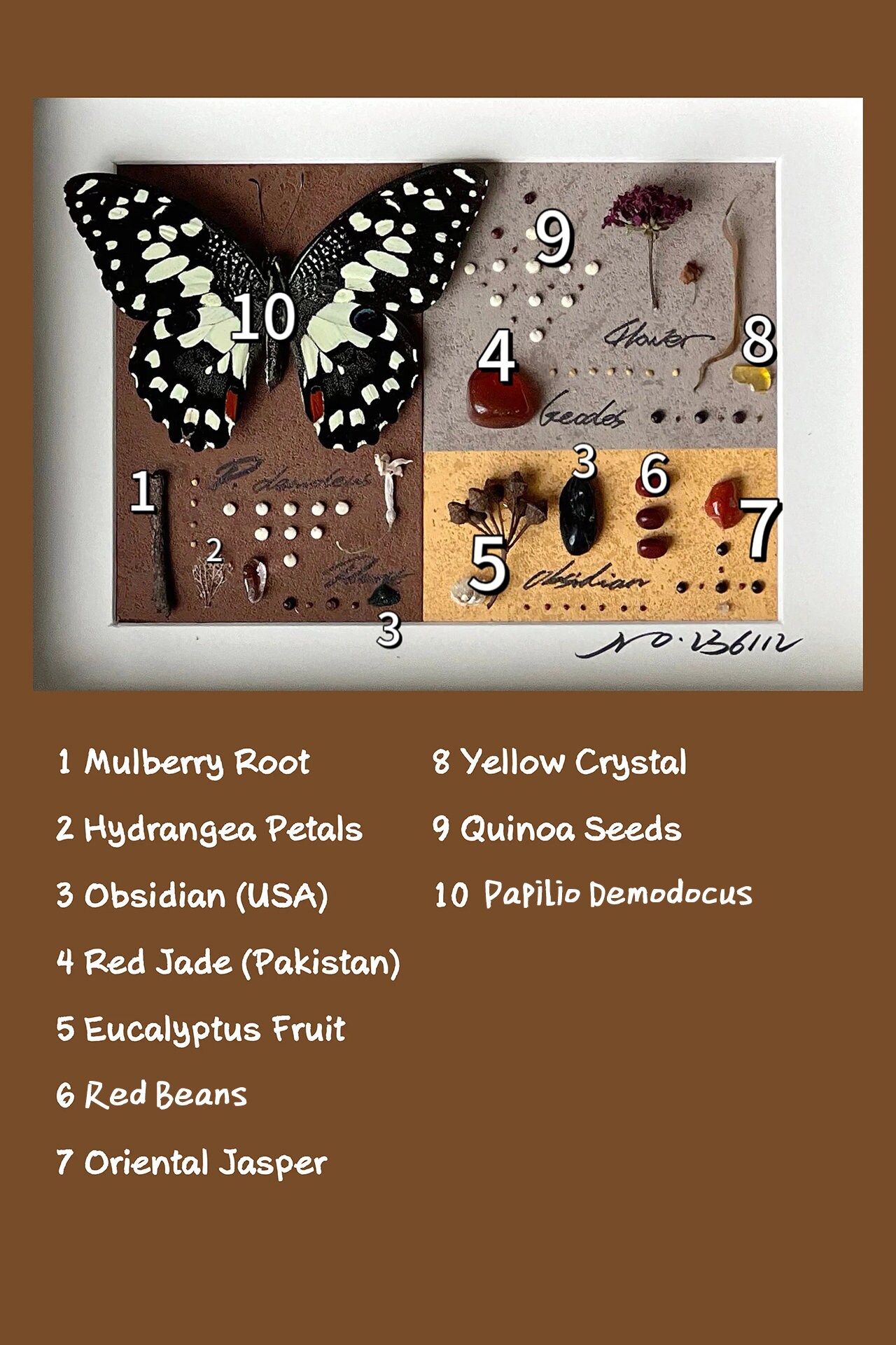Framed Butterfly Specimens, Butterfly Display, Taxidermy Butterfly ...