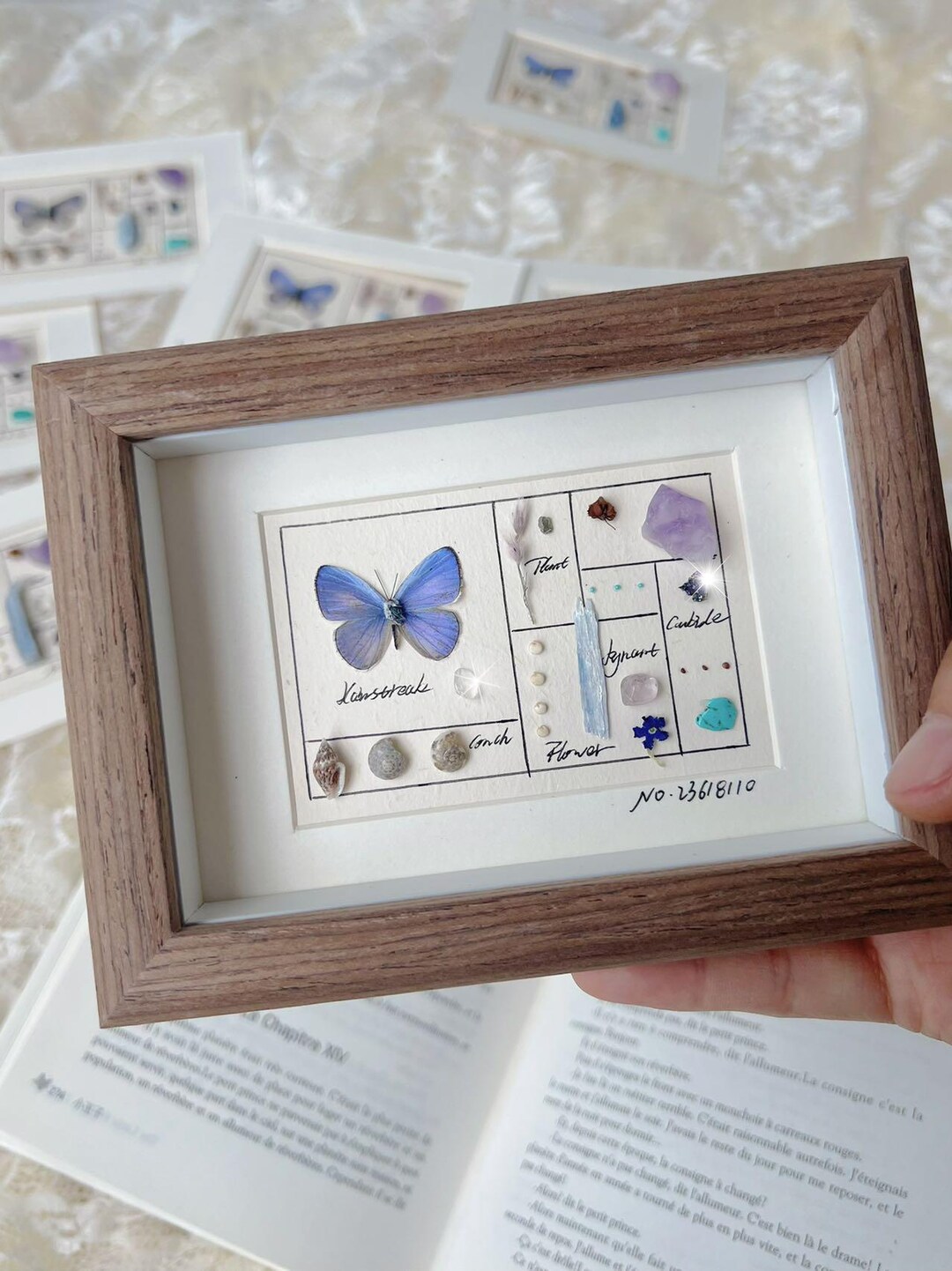 Preserved Butterfly Specimens, Butterfly in Frame, Real Butterfly Wings ...