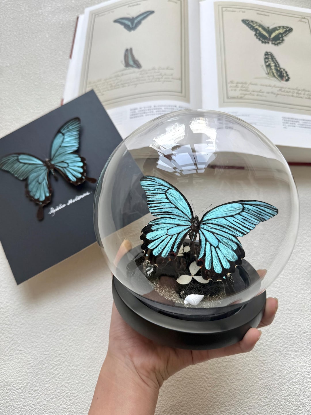Elegant Gift for Her or Him – Real Morpho Butterfly in Glass Dome ...