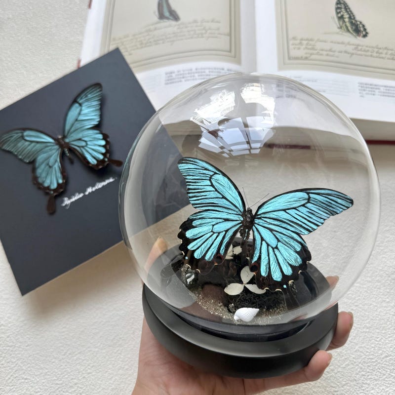 Real Butterflies Dome - Etsy UK
