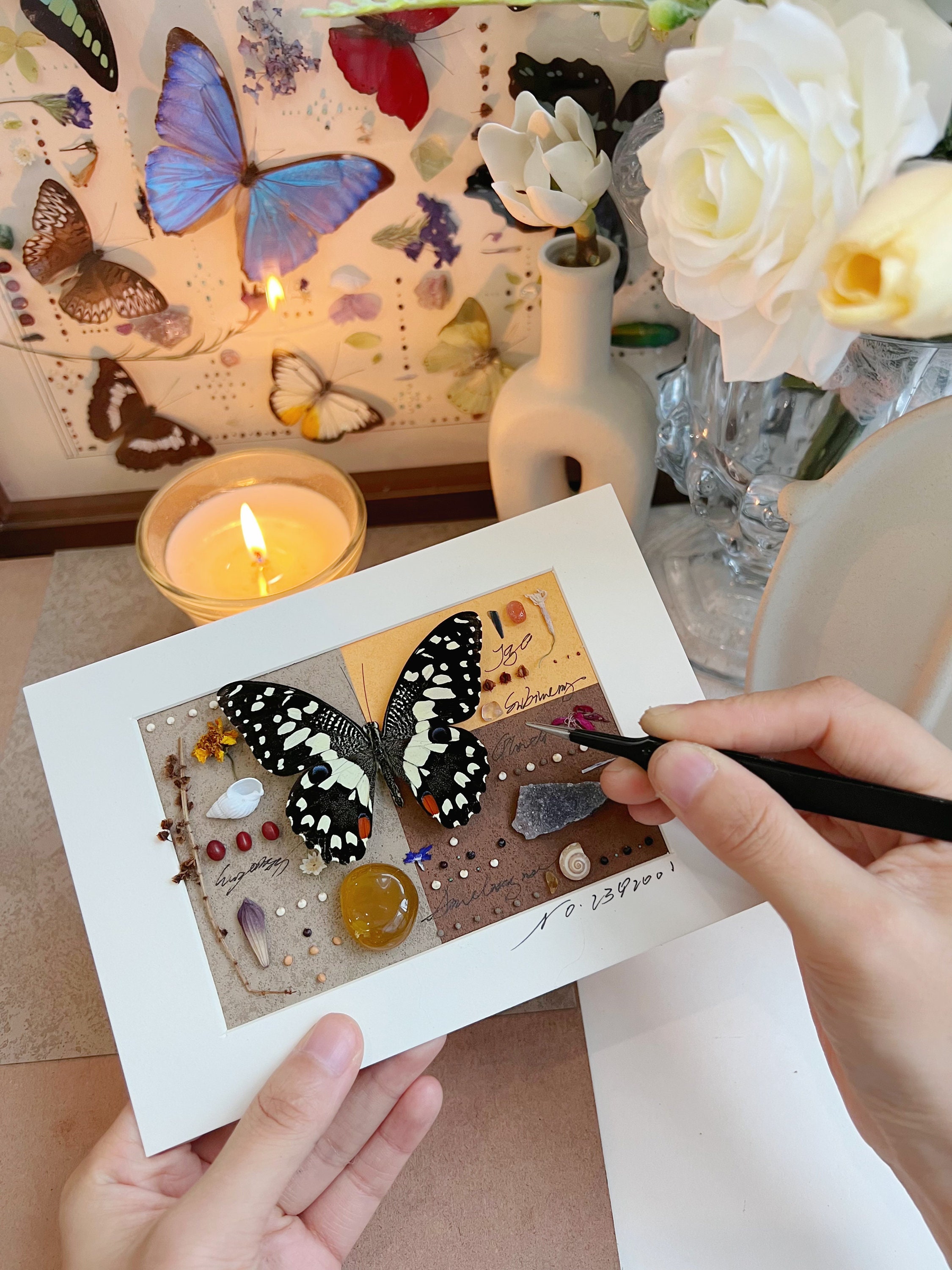 Framed Butterfly Specimens, Butterfly Display, Taxidermy Butterfly ...