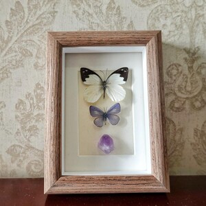 Engraved Name Real Butterfly Frame, Butterfly Lover Gift, Real ...