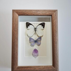 Engraved Name Real Butterfly Frame, Butterfly Lover Gift, Real ...
