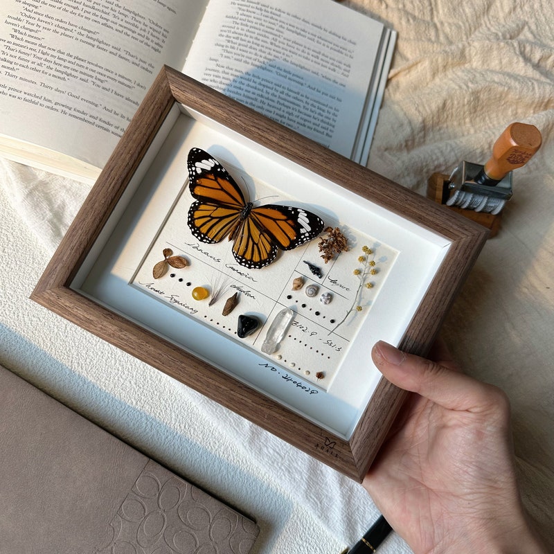 Butterfly Display - Etsy