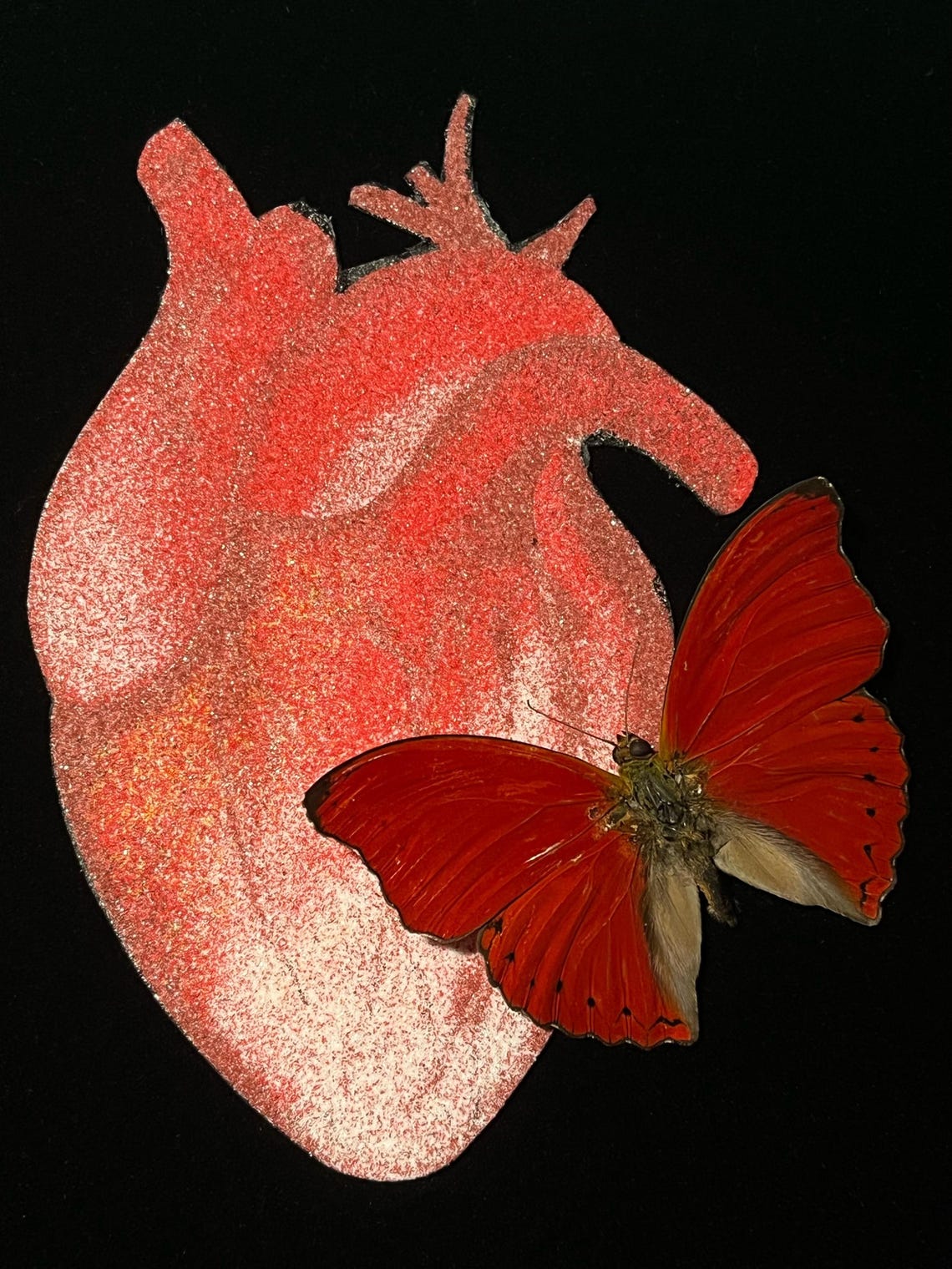 Personalized Cymothoe Butterfly-butterfly Taxaidrmy, Butterfly in ...