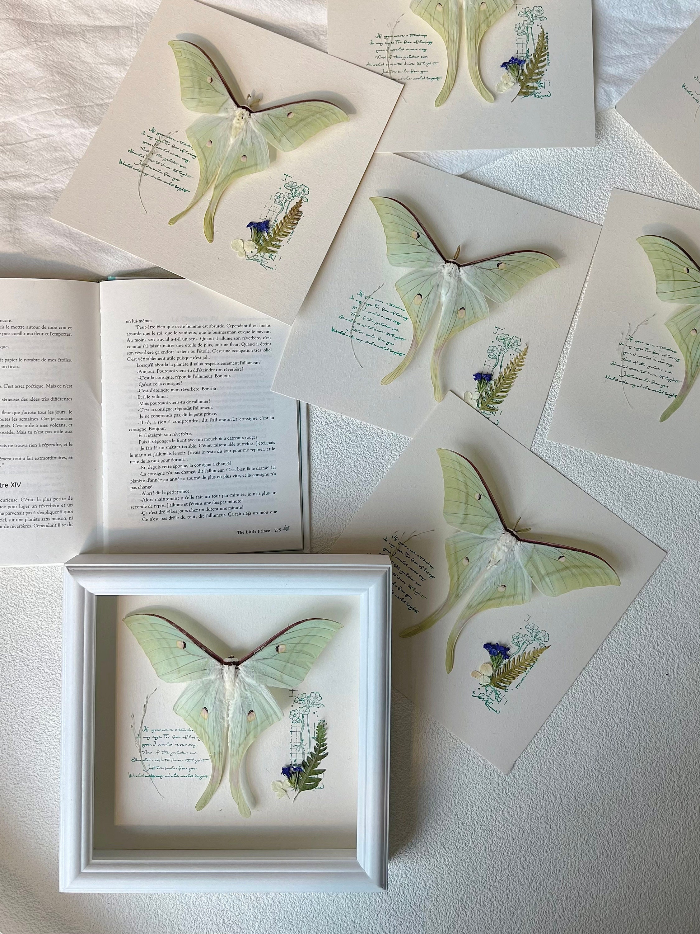 Luxury Personalized Giant Luna Moth Gift • Real Actias Luna Specimen ...