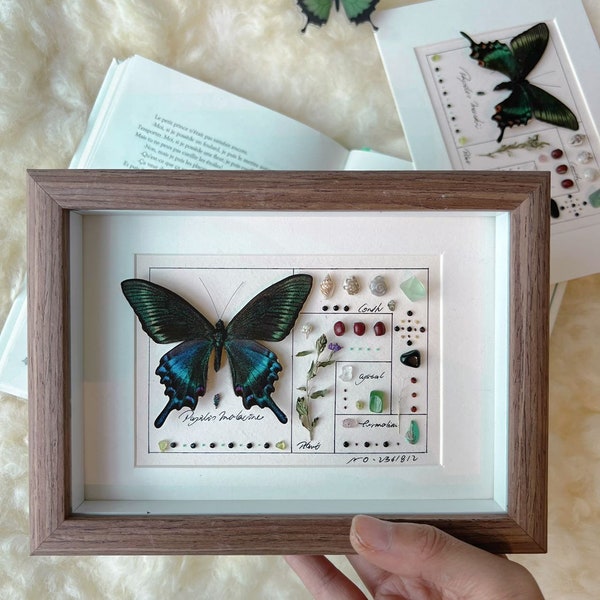 Butterfly Display - Etsy