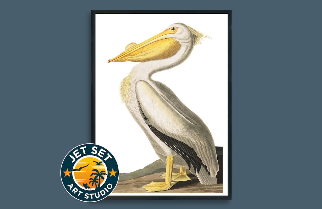 John James Audubon - Weißer Pelikan - Vögel von Amerika - Wandkunst ...