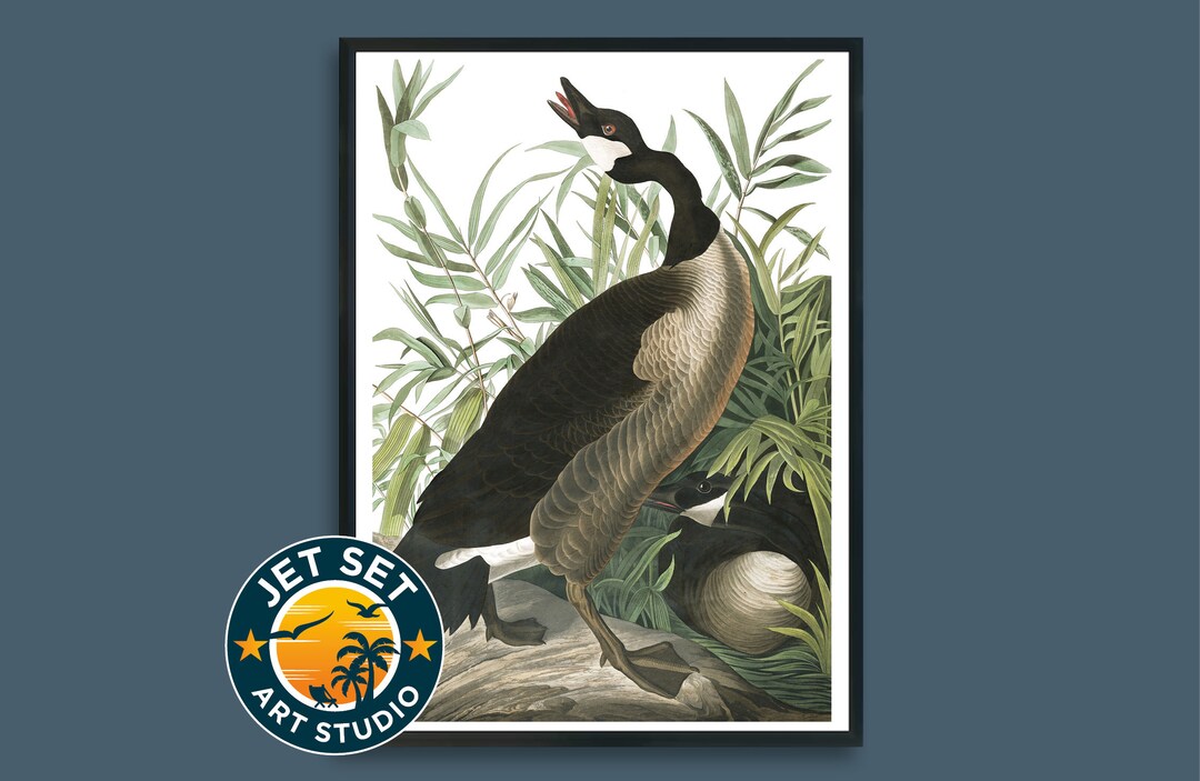 John James Audubon - Canada Goose - Birds of America Wall Art Framed ...