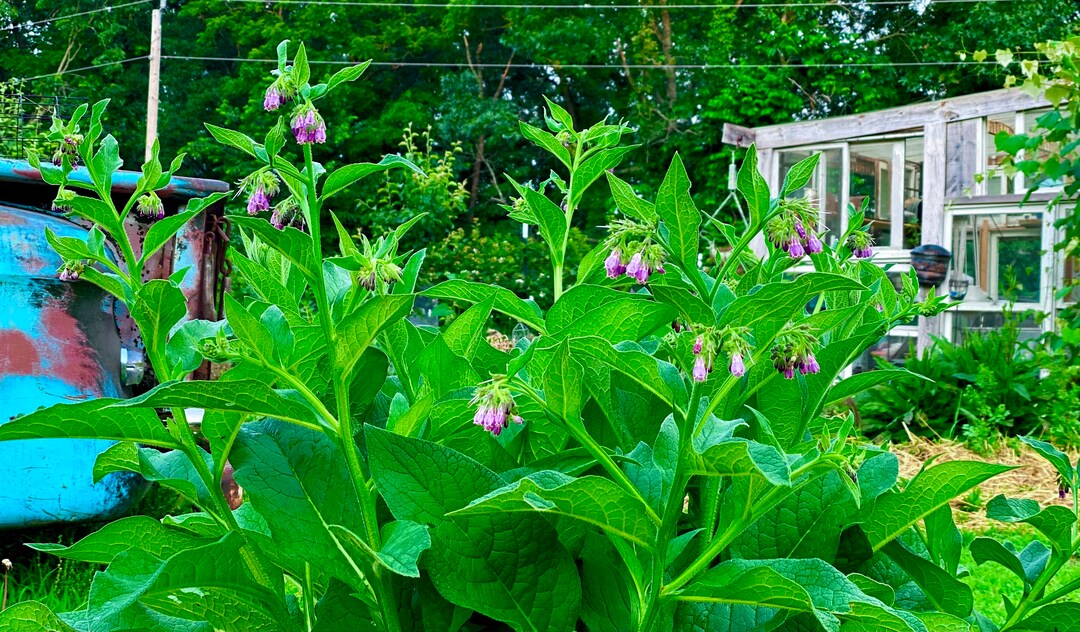Comfrey Root! No More Untrustworthy Compost or Fertilizer! Use This ...