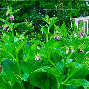 Freeze Dried Organic Comfrey Leaves: Natural Fertilizer, Salve ...