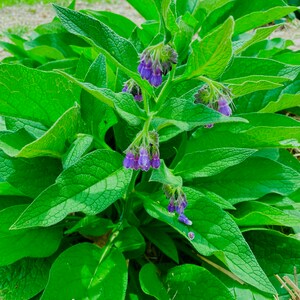 Freeze Dried Organic Comfrey Leaves: Natural Fertilizer, Salve ...