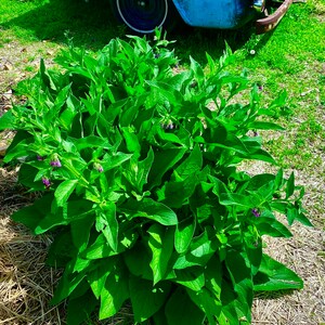 Freeze Dried Organic Comfrey Leaves: Natural Fertilizer, Salve ...