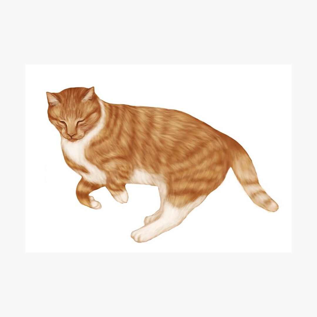 Ginger Tabby Cat Print of an Orange Tabby Cat With White Paws and Chest ...