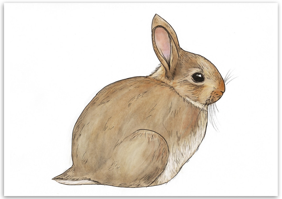 Rabbit Art, Ink and Watercolour Art of a Cute Rabbit | Bunny Art | Cute ...