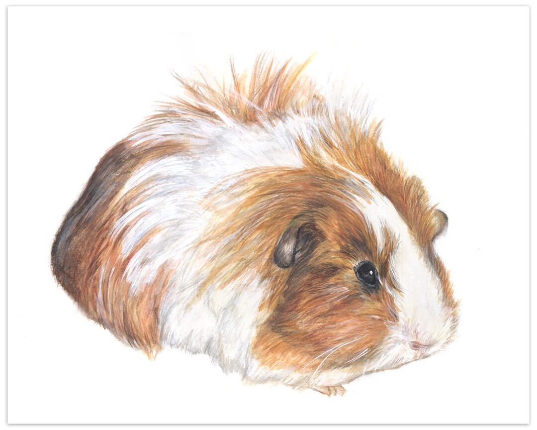 Guinea Pig Art Print From an Original Painting of a Ginger and White ...